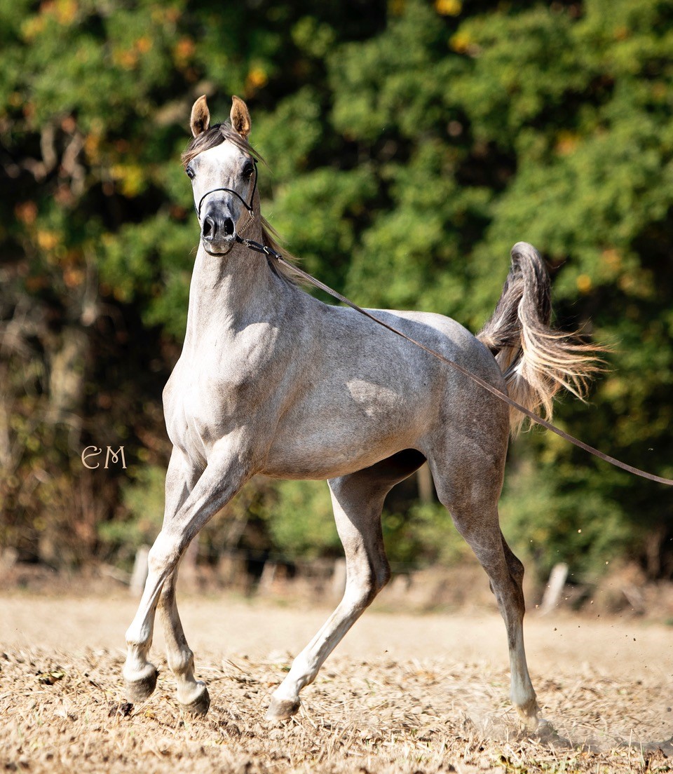 AV Snow Dancer - AV Arabians